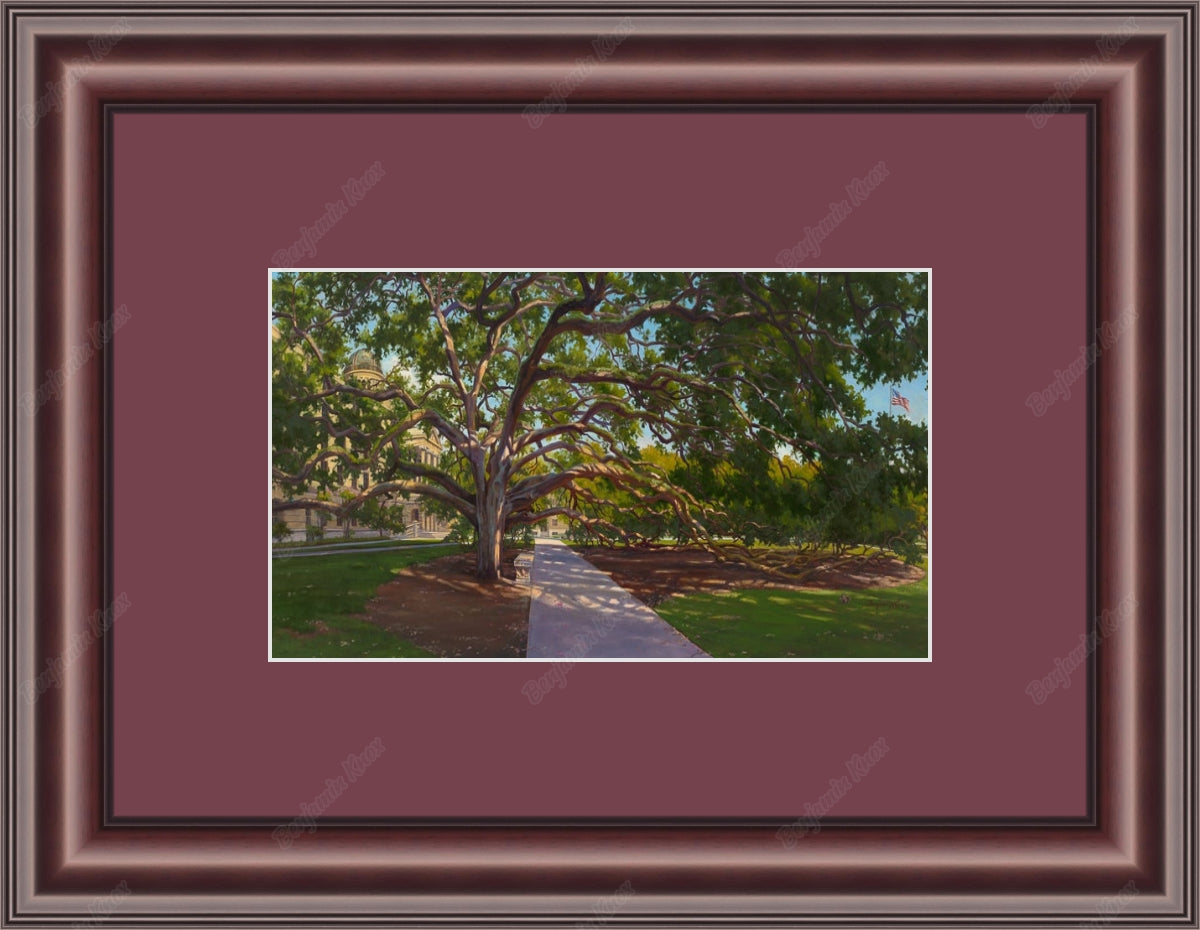 Century Tree Color - Benjamin Knox Gallery