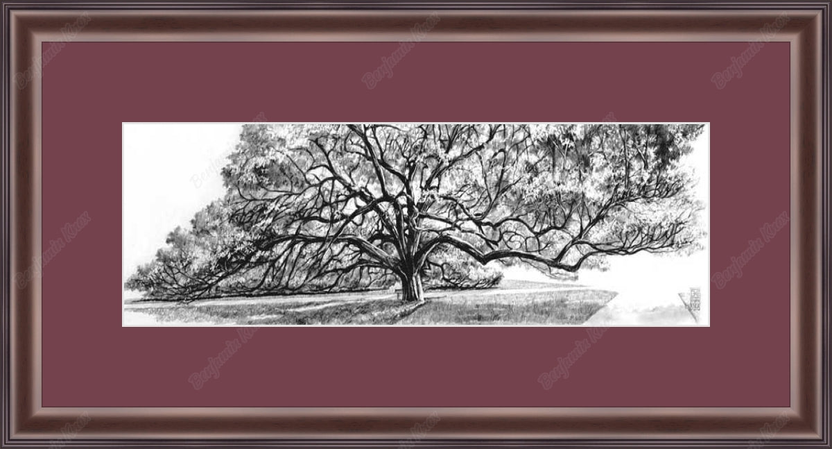 Texas A&M University - The Century Tree Pencil - Benjamin Knox Gallery
